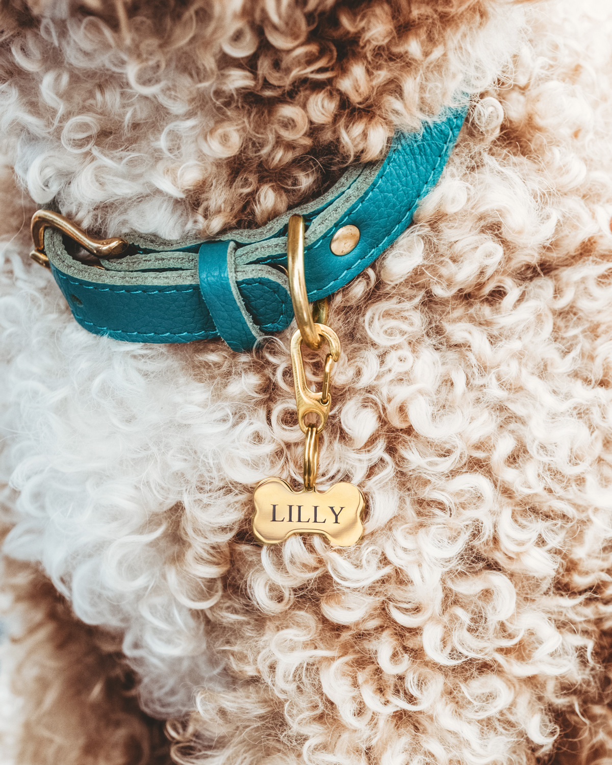 Hondenpenningen | Hondenpenning graveren | Shop DRKS